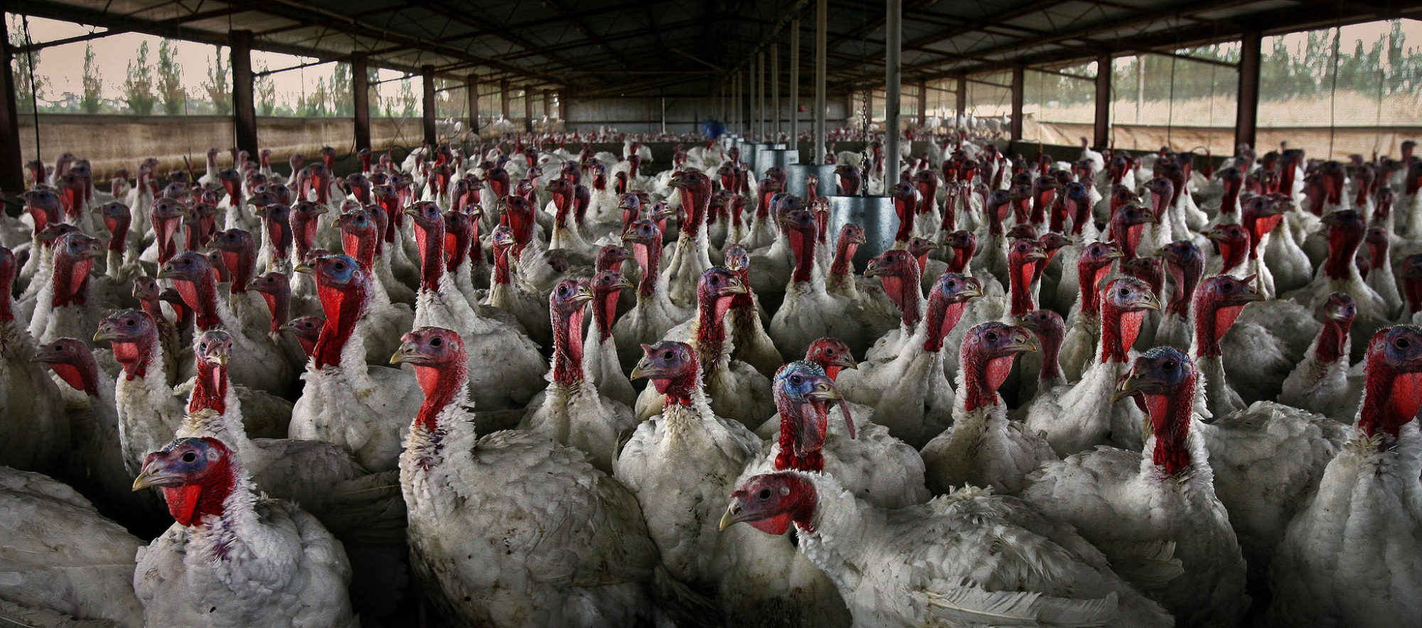 How cramming our food with pharma can send our healthcare back to the ...