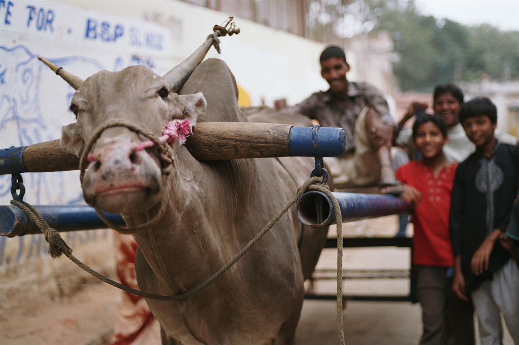 Nutritional value vs health risks: exploring urban livestock systems ...