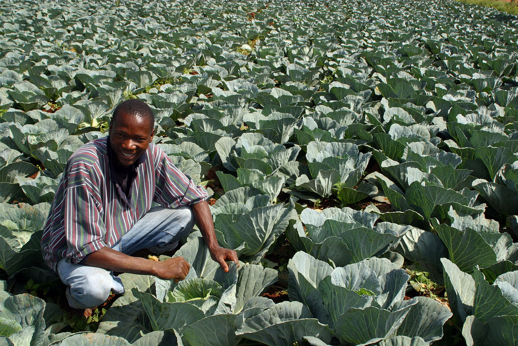 How can we produce more with less? FAO launches online discussion forum ...