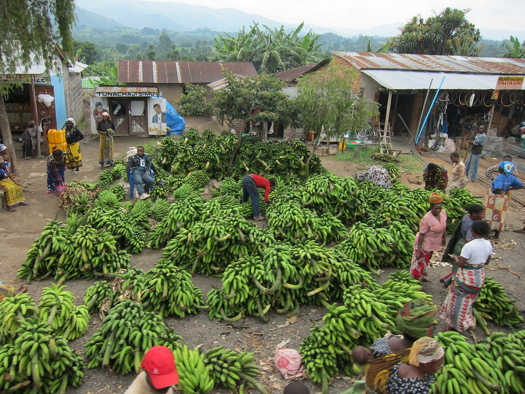 How will climate change impact on banana production? - SIANI