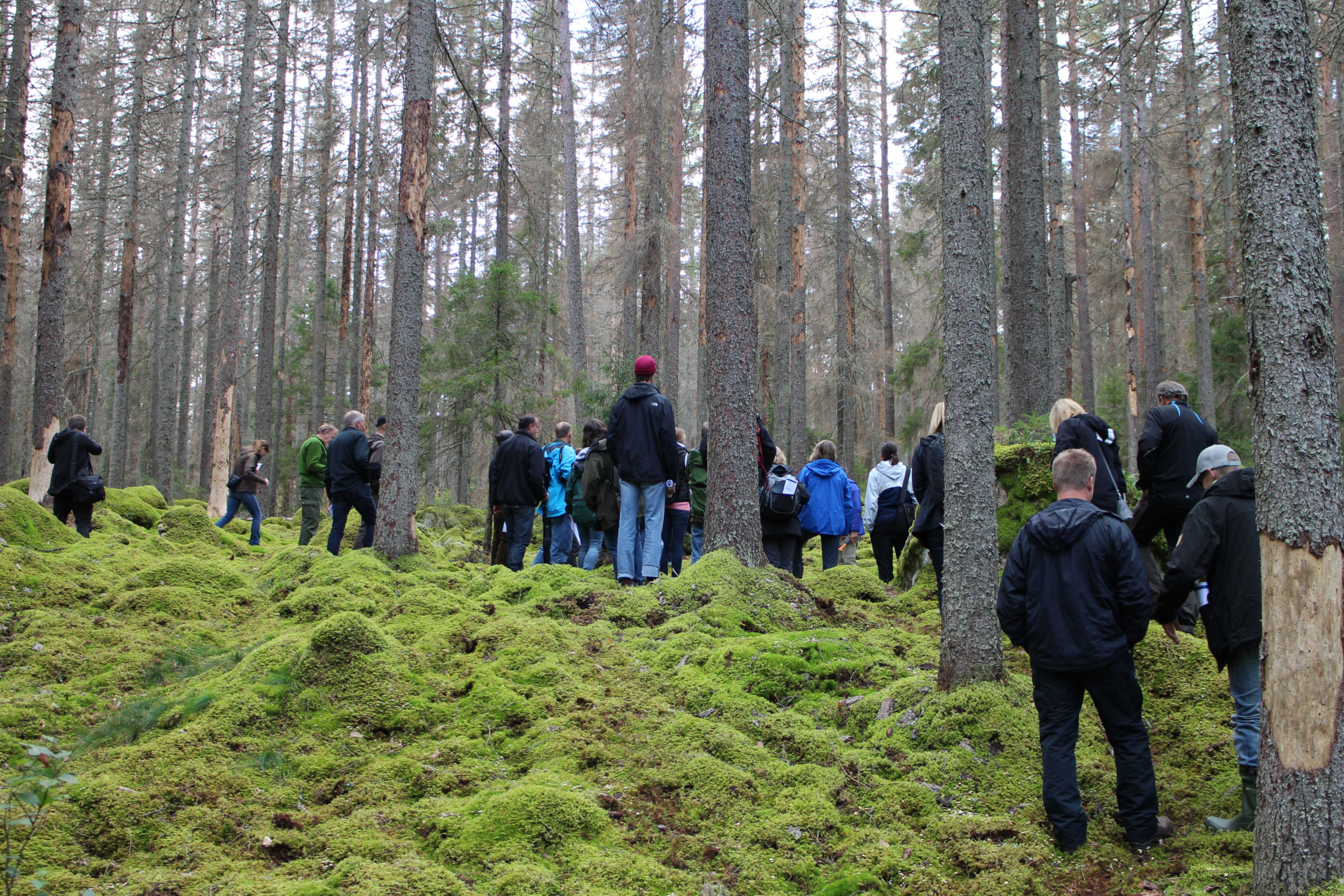 What is the preference of Swedish forestry stakeholders - biodiversity ...