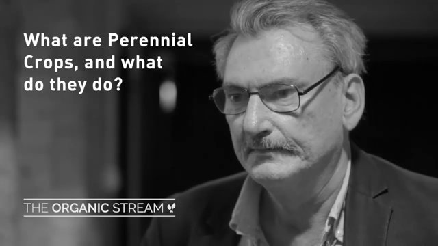 What are perrenial crops and what do they do? Briefing with Sten Stymne ...