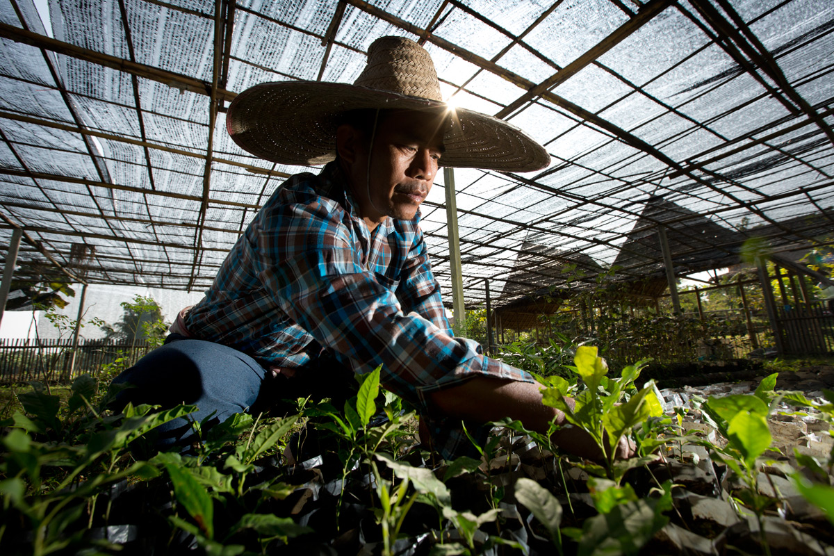 Can ‘Insetting’ Make Carbon Finance Work Better for Farmers? - SIANI