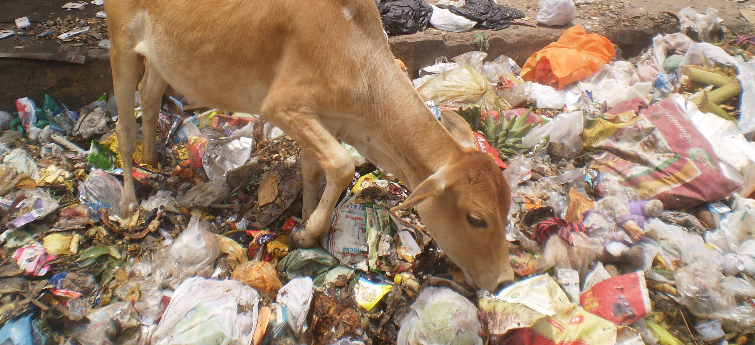 Farm animals come to cities, is it good or bad? - SIANI