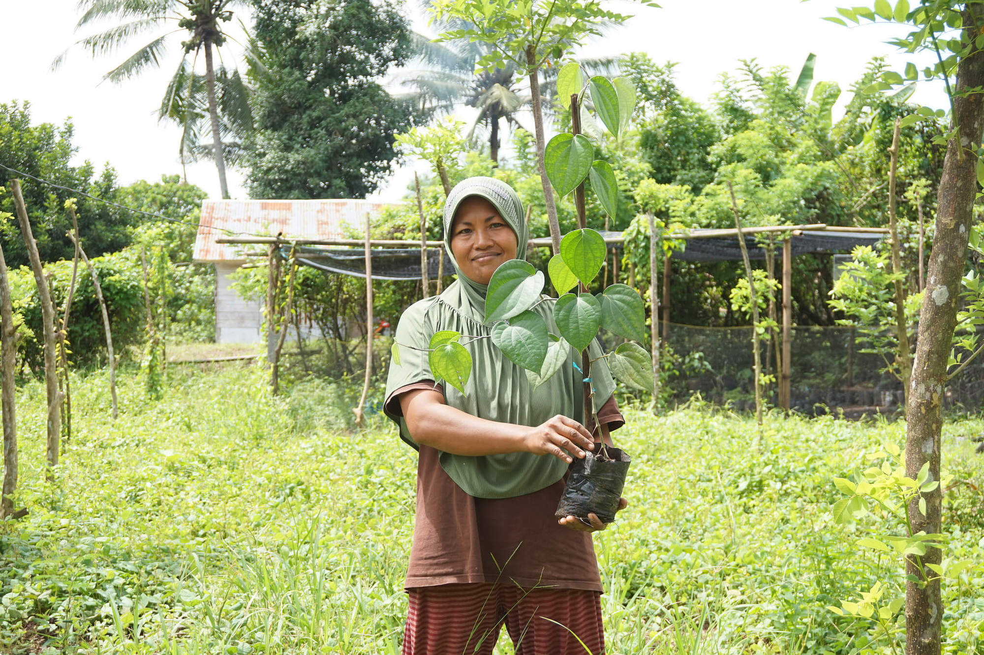Mekong Expert Group on Agroforestry: Impact on ASEAN - SIANI