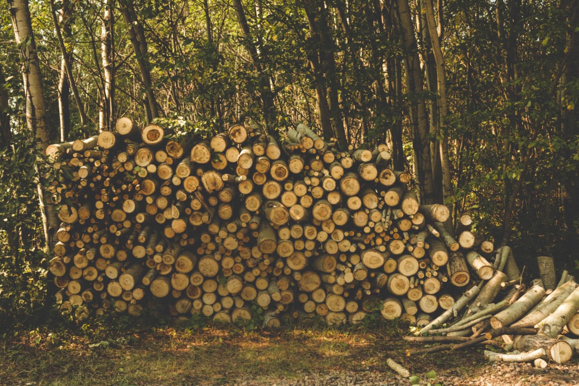 Worth knowing - Transforming the tropical timber value chain - SIANI