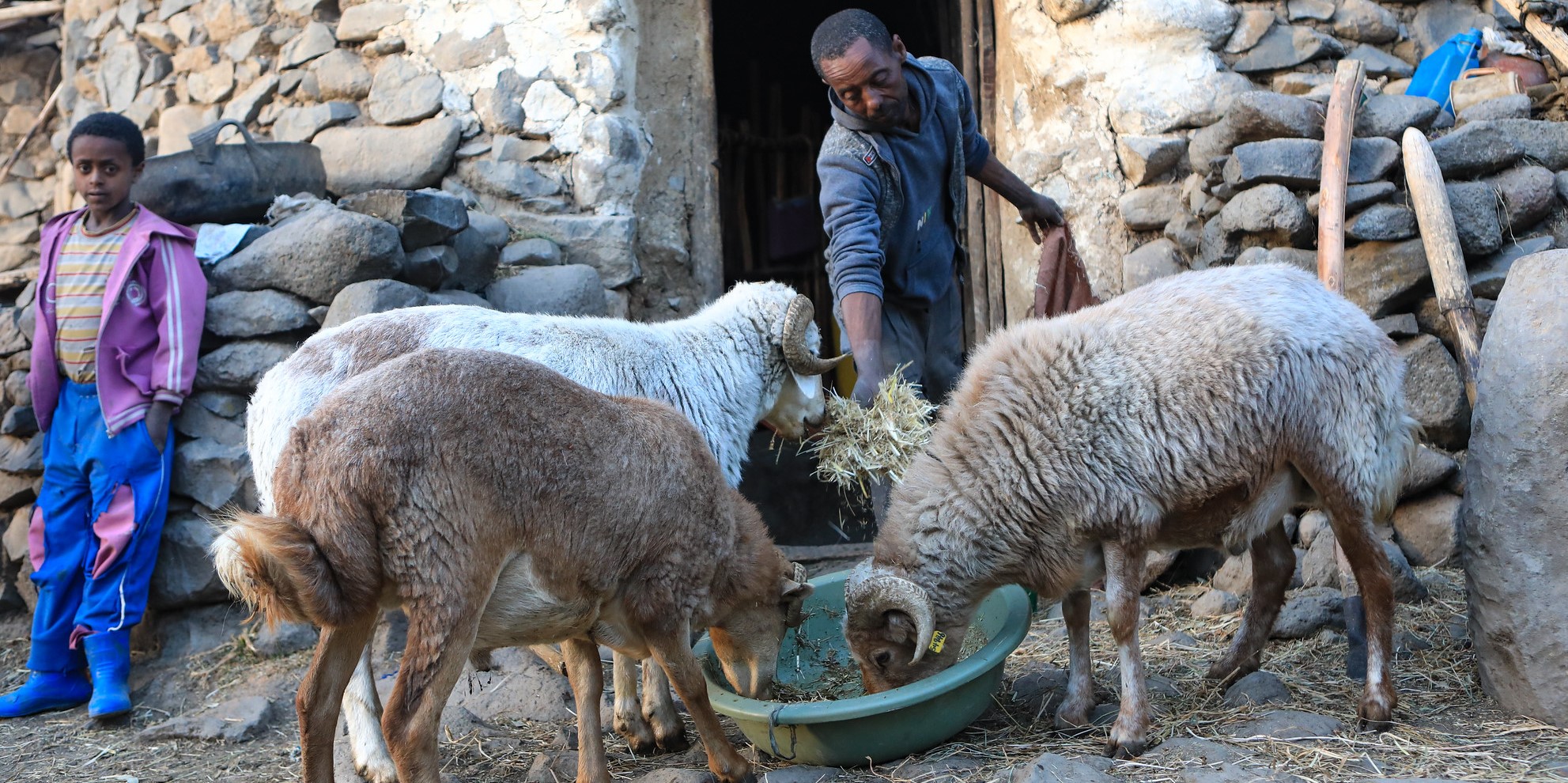 One Health approach is vital to prevent another pandemic - SIANI