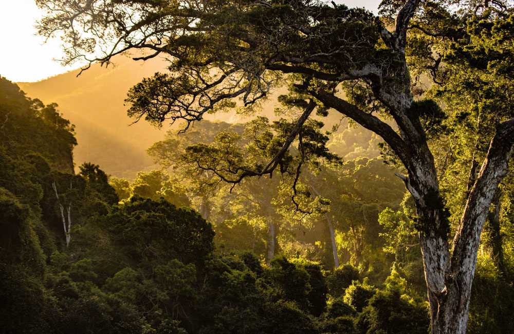 The new REFOREST program opens for 20 PhD positions in forest science