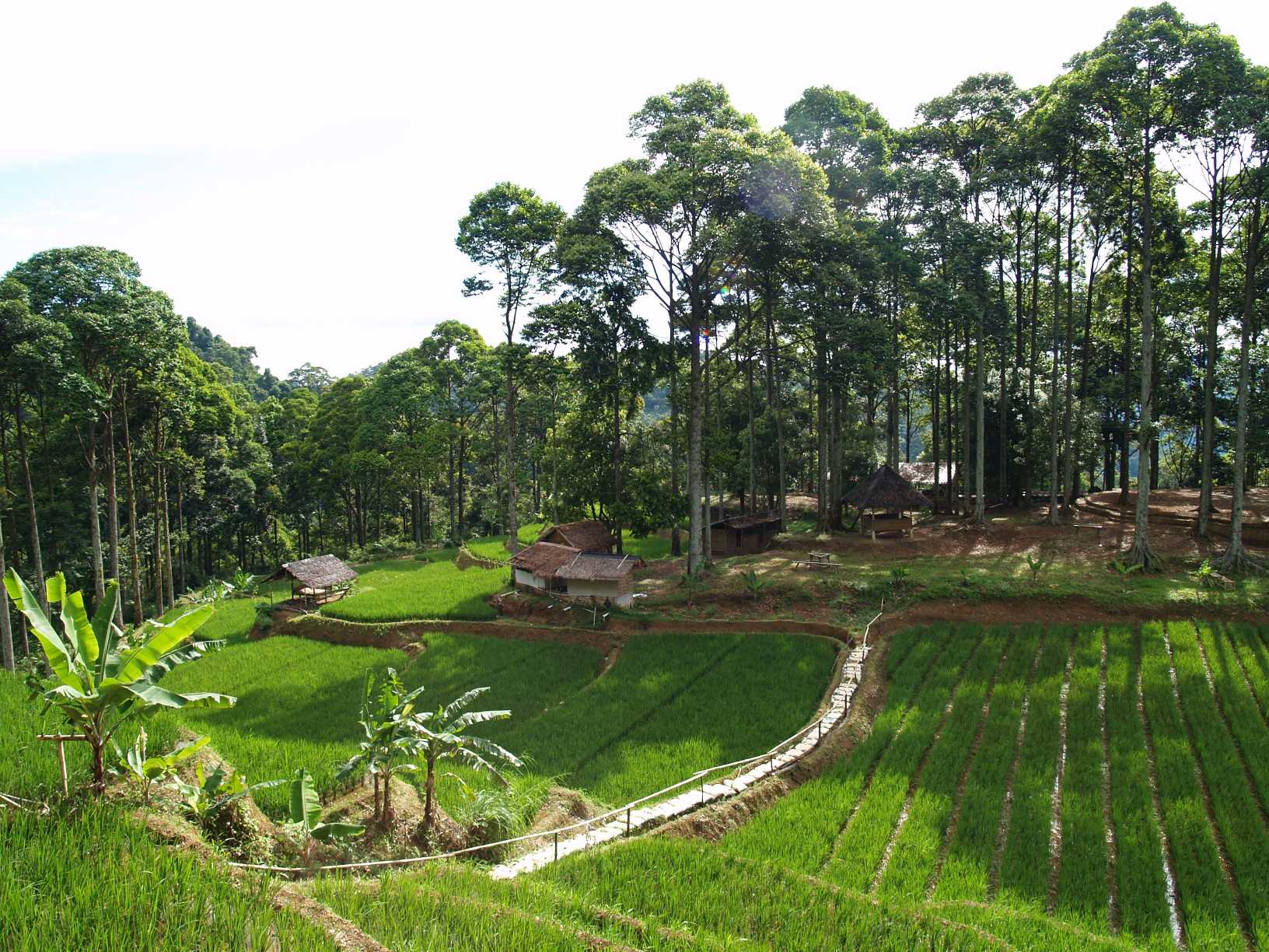 CGIAR Flagship Report: Insight to Impact - SIANI