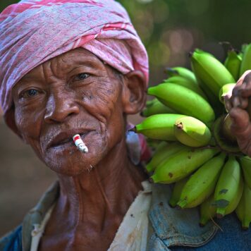 Black soldier fly farming: how-to manuals - SIANI