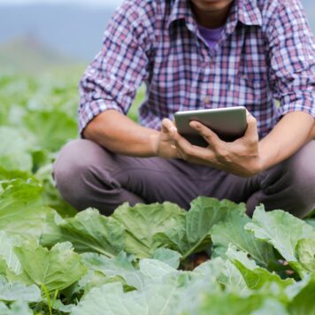 Black soldier fly farming: how-to manuals - SIANI